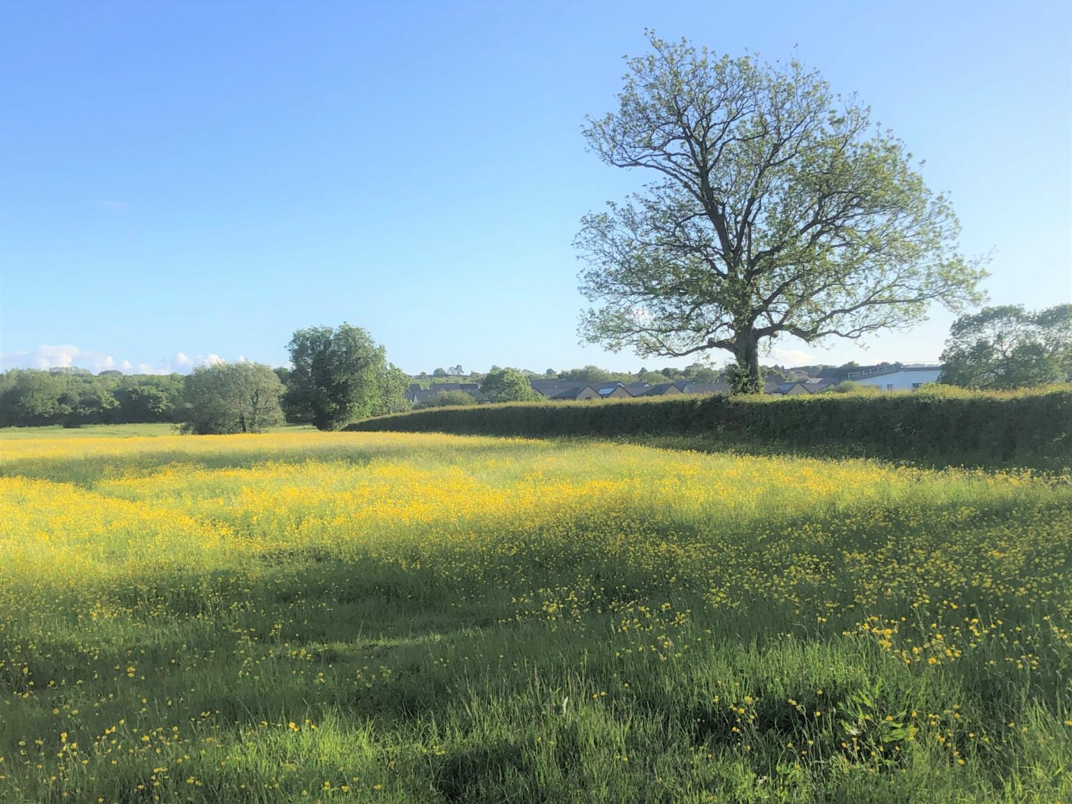 Withies Green development can't now be stopped but Government pledges ...