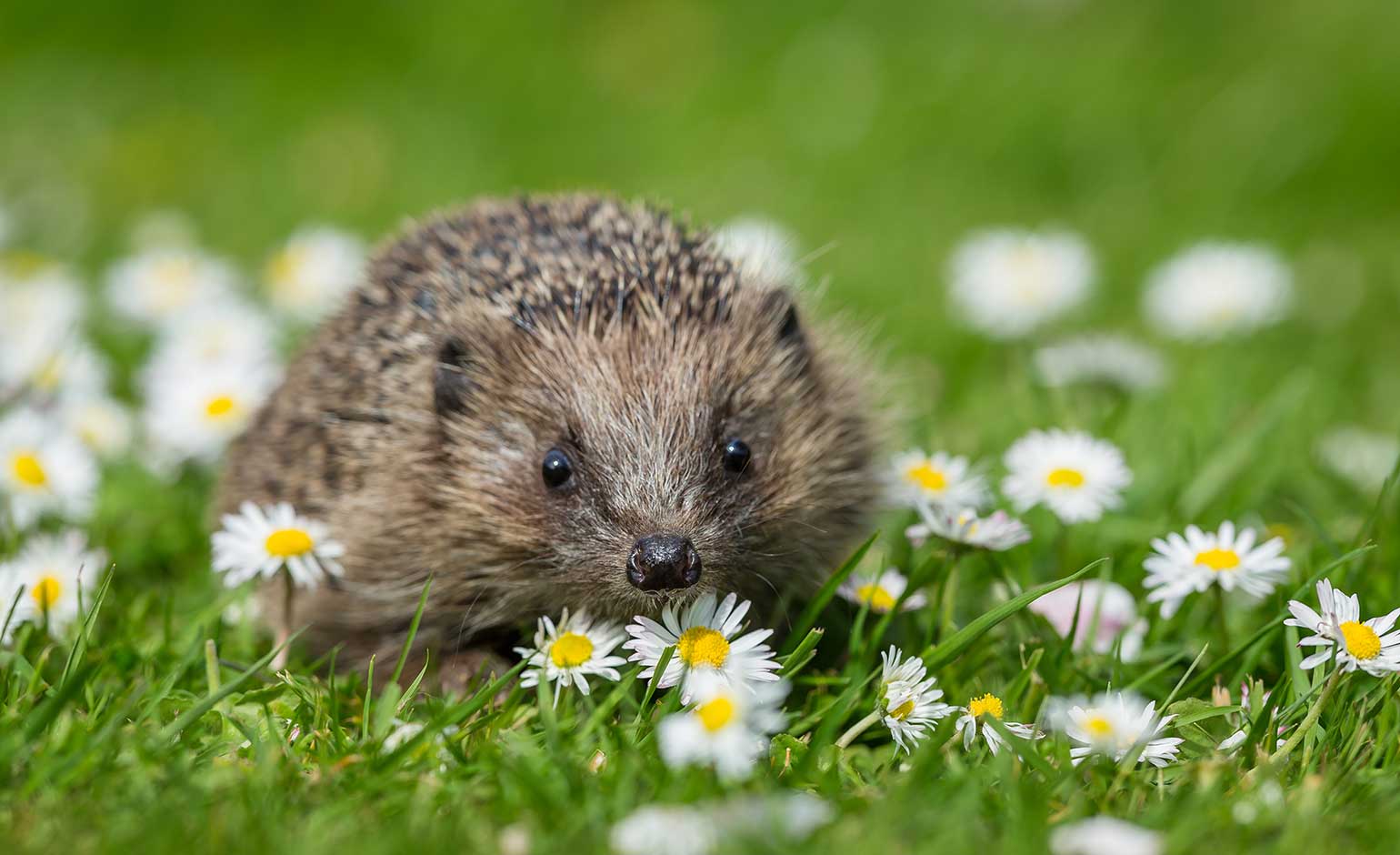 Invitation to the launch of Warmley Nature Action Zone | The Week In