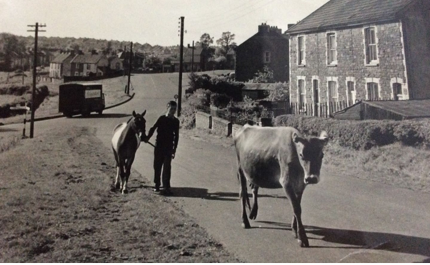 Plans to bring back ancient tradition of grazing cattle on Siston ...
